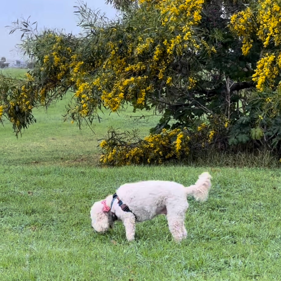 Wall Art Print - Dog In Park by Suki McMaster — sukimcmaster